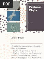 ACTIVITY Protist Dichotomous Key Activity | PDF | Biology | Cell Anatomy