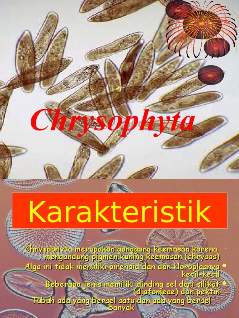 Chrysophyta | PDF | Griya & Taman | Kesehatan Holistik