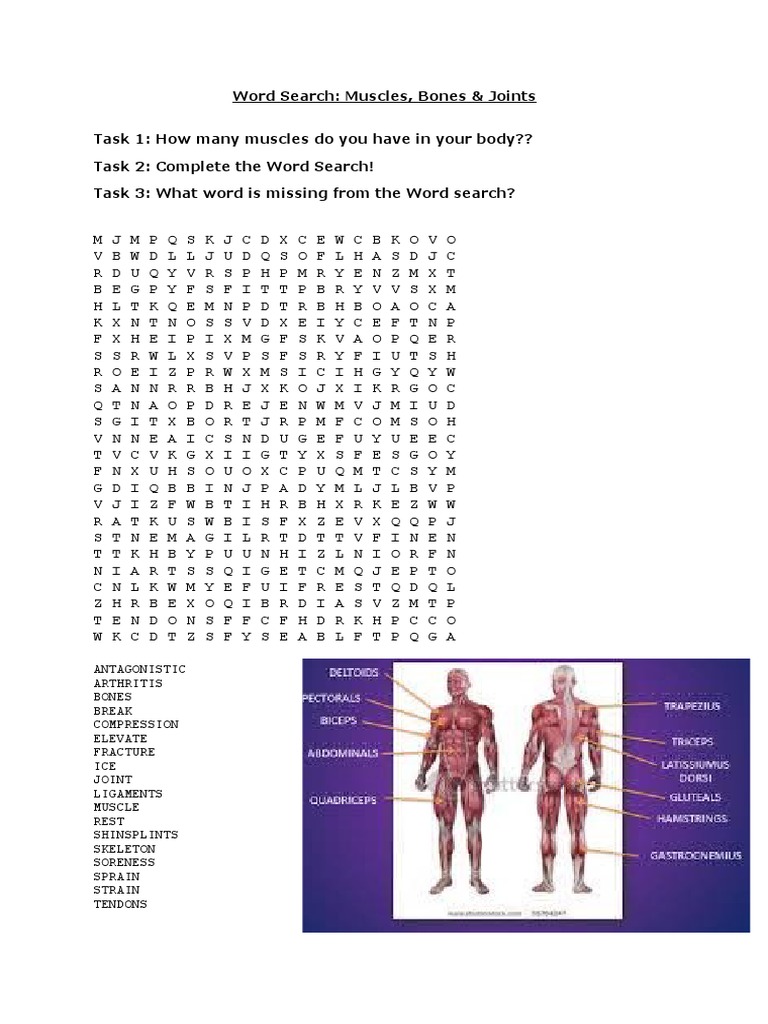 Word Search Muscles Bones and Joints-3 | PDF | Arthritis | Muscle