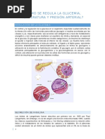Músculo Coccigeo | PDF | Pelvis | Anatomía humana