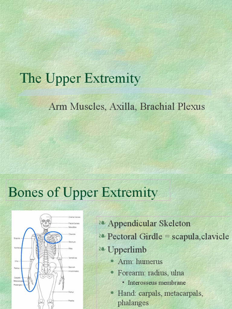 Upper Extremity | PDF | Arm | Hand