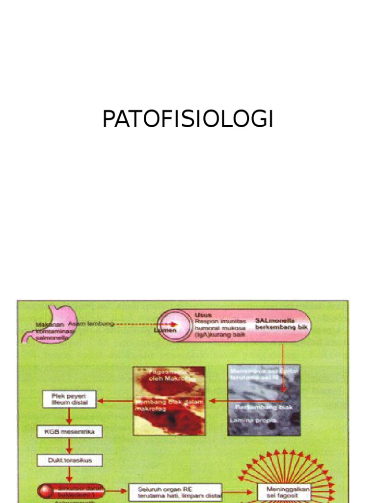 PATOFISIOLOGI Demam Tifoid | PDF