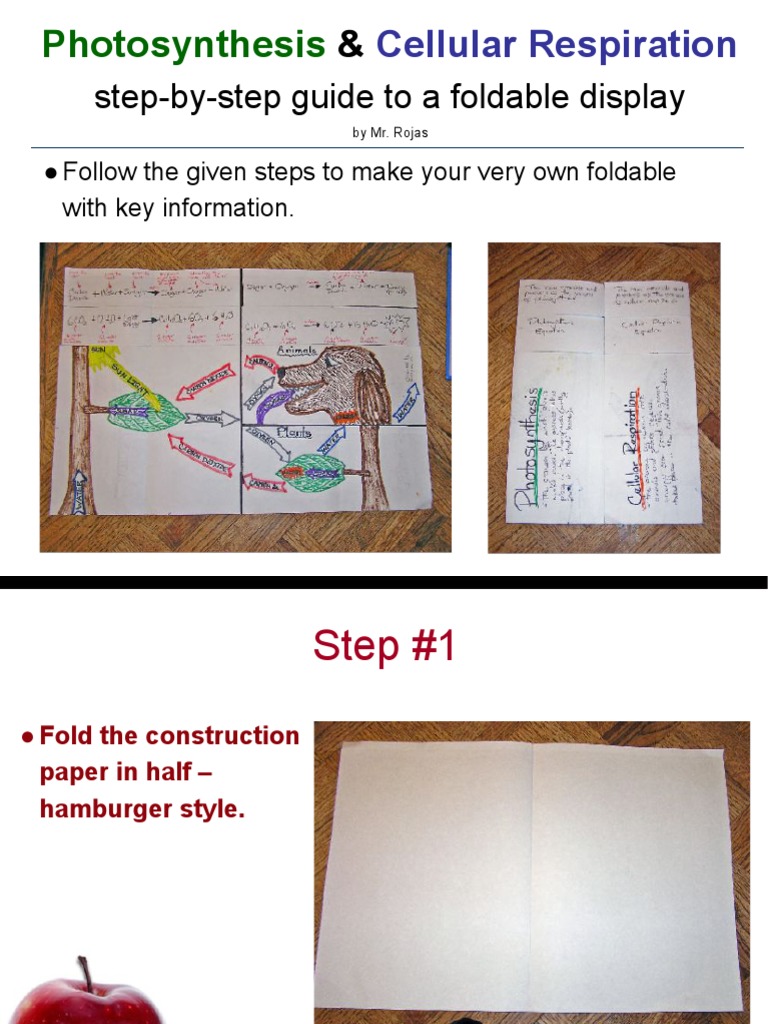 Photosynthesis Cellular Respiration Foldable Presentation | PDF ...