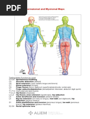 Myotome Chart