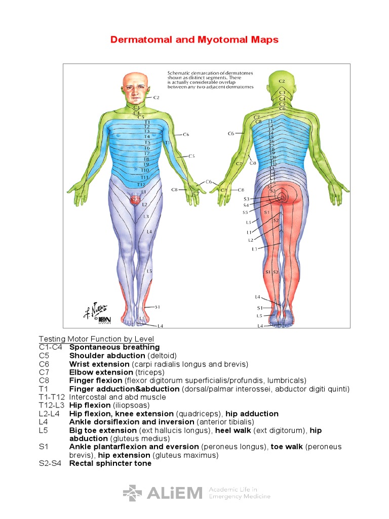 Lower Extremity Dermatomes Netter