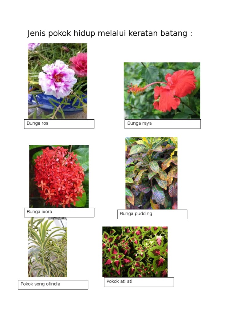 Jenis Pokok Hidup Melalui Keratan Batang | PDF