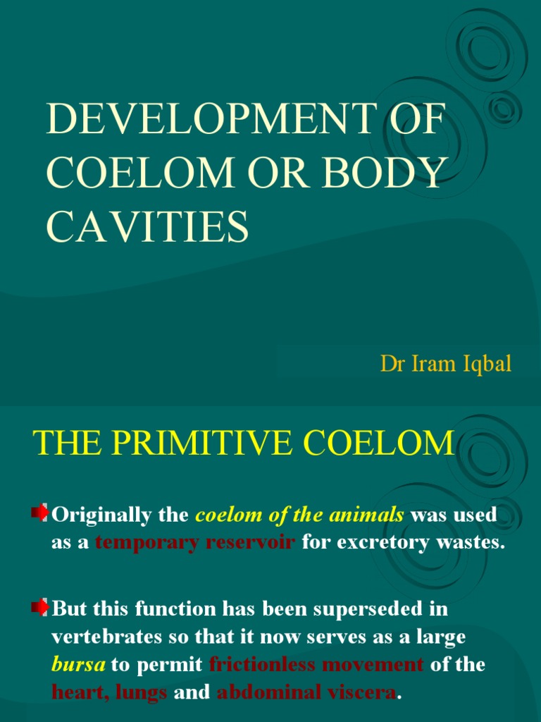 Coelom Development in Animals | PDF | Animal Anatomy | Organ (Anatomy)