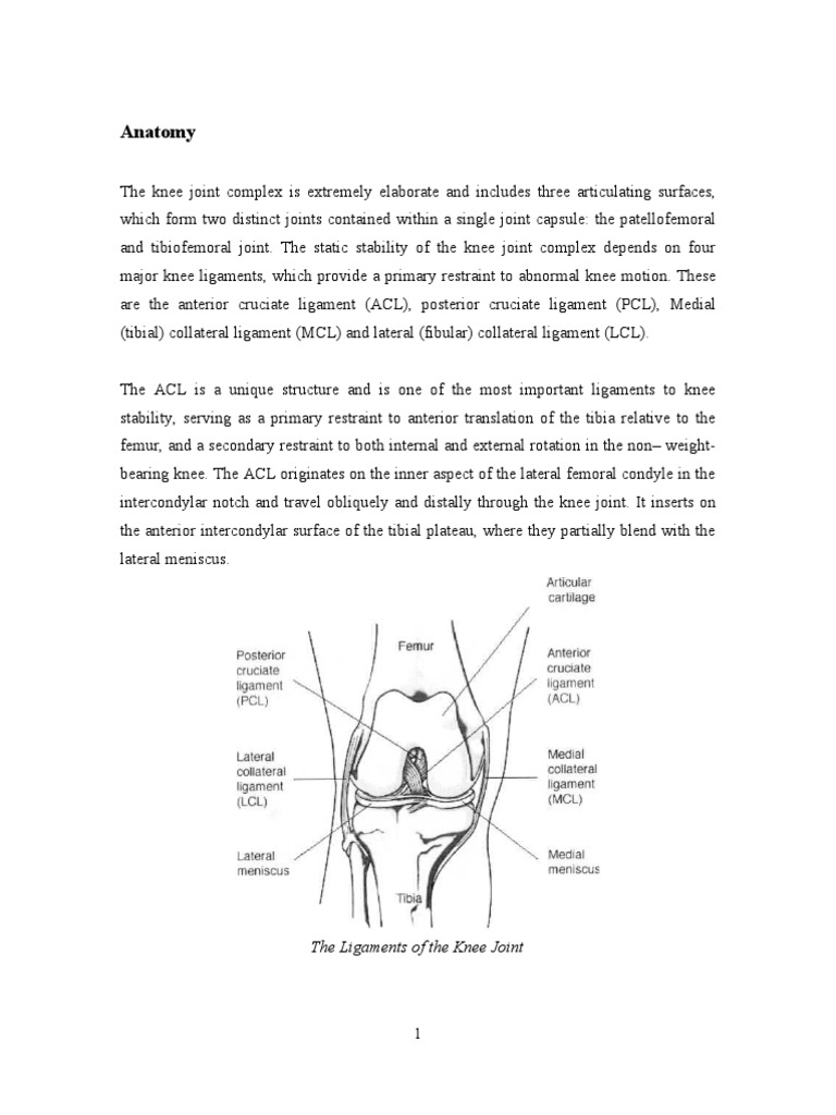 Anatomy: The Ligaments of The Knee Joint | PDF | Knee | Lower Limb Anatomy