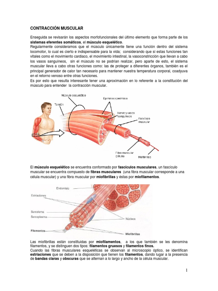 Estructura y Contracción del Músculo Esquelético | PDF | Músculo ...