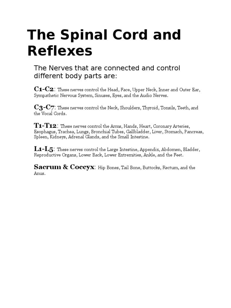 Spinal Cord Handout | PDF | Human Body | Primate Anatomy
