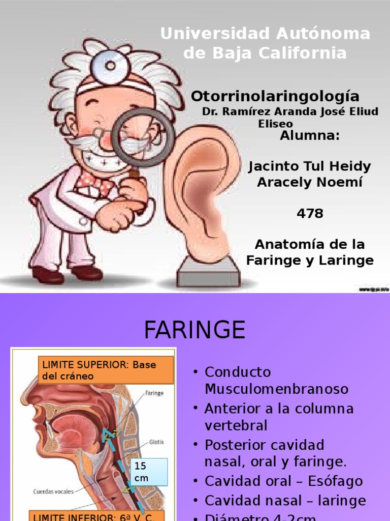 Anatomia general de Faringe y Laringe Otorrino | Laringe | Sistema ...
