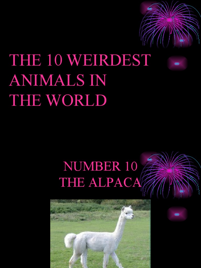 The 10 Weirdest Animals Explained | PDF | Octopus | Zoology