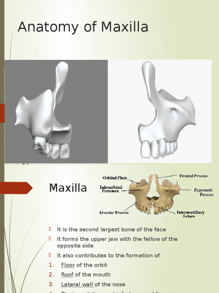 Anatomy of Maxilla | Human Nose | Skeletal System