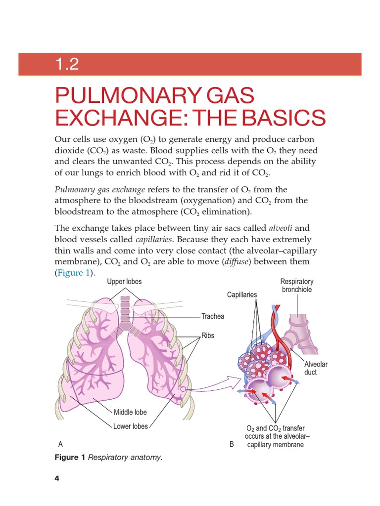 Gas Exchange | Respiratory System | Lung