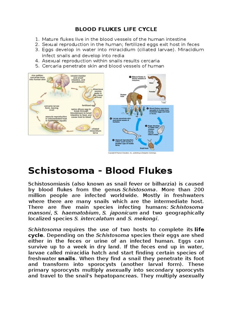 Blood Flukes Life Cycle | Vein | Medicine