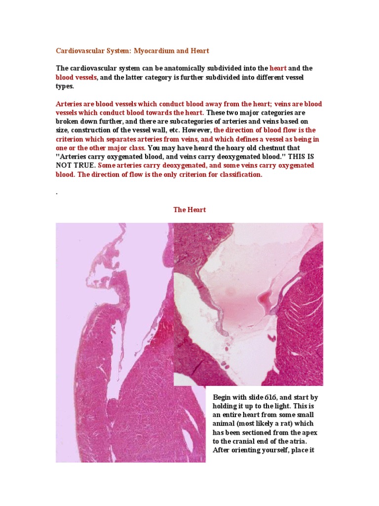 Cardiovascular System From Veterinary Histology PR | PDF | Artery ...