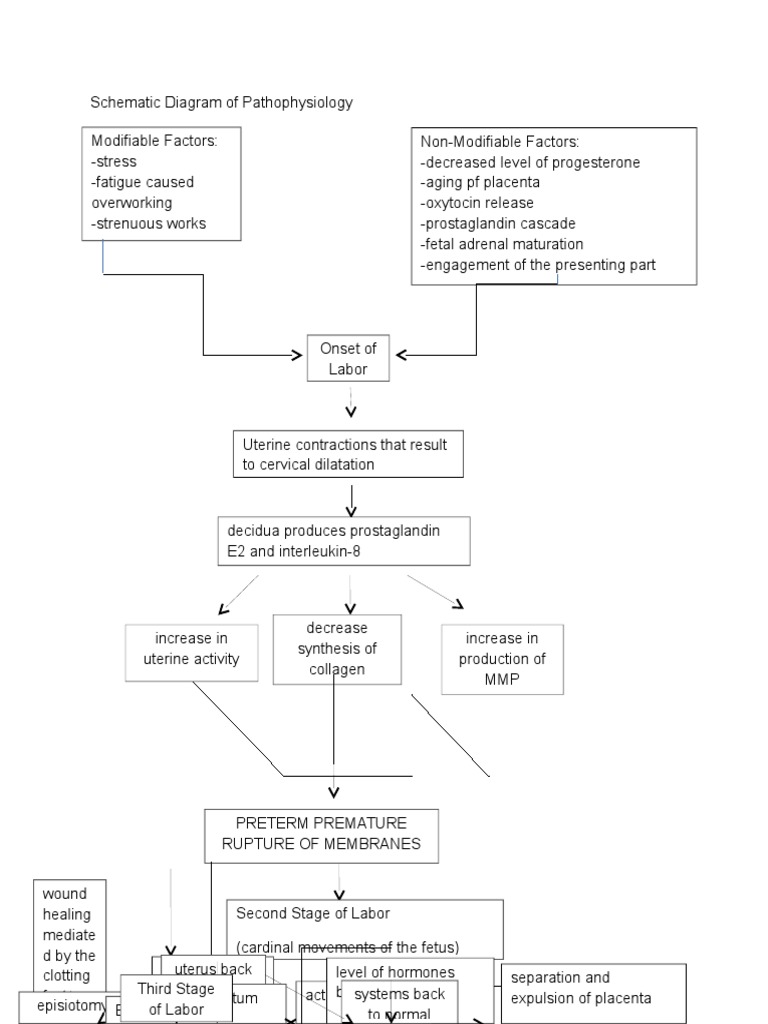Schematic Diagram of The Pathophysiology of Giving Birth | PDF