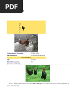 Características de la Gallina Piroca | PDF | Genética | Biología
