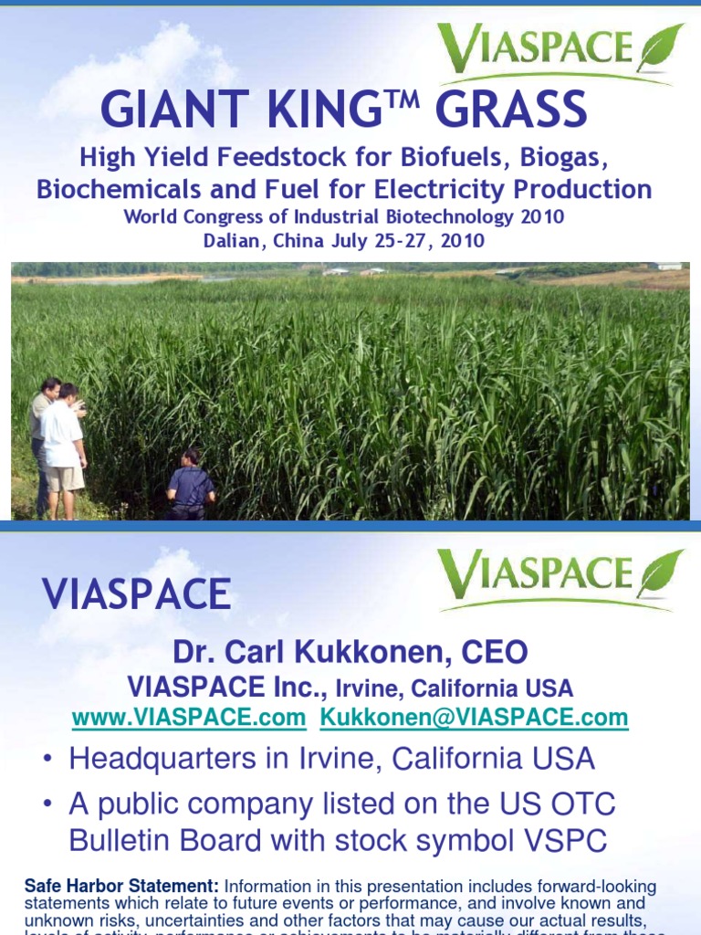 King Grass | PDF | Biomass | Biofuel