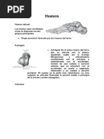 Anatomía del Maléolo Interno del Tobillo | PDF | Tobillo | Anatomía del ...
