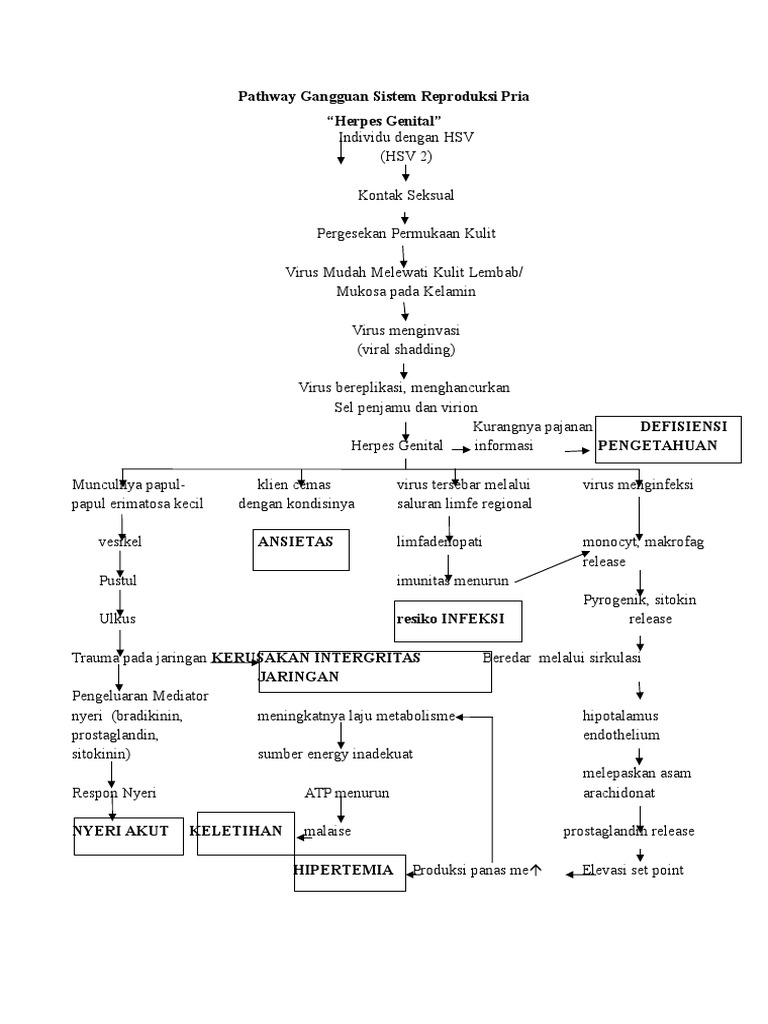 Patofis Herpes Genetalis | PDF | Sains & Matematika