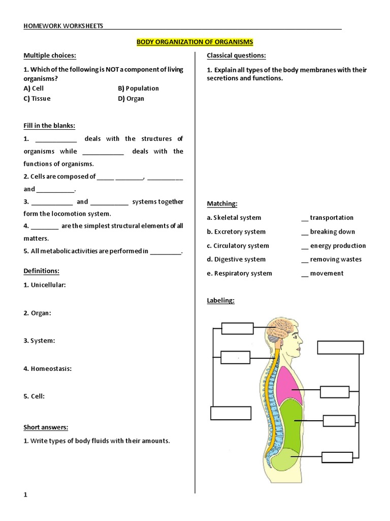 Worksheet - Human Anatomy - Nervous System | PDF | Neuron | Axon