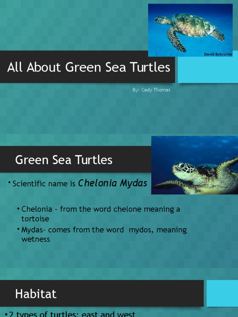 Green Sea Turtle Overview and Facts | PDF | Turtle | Sea Turtle