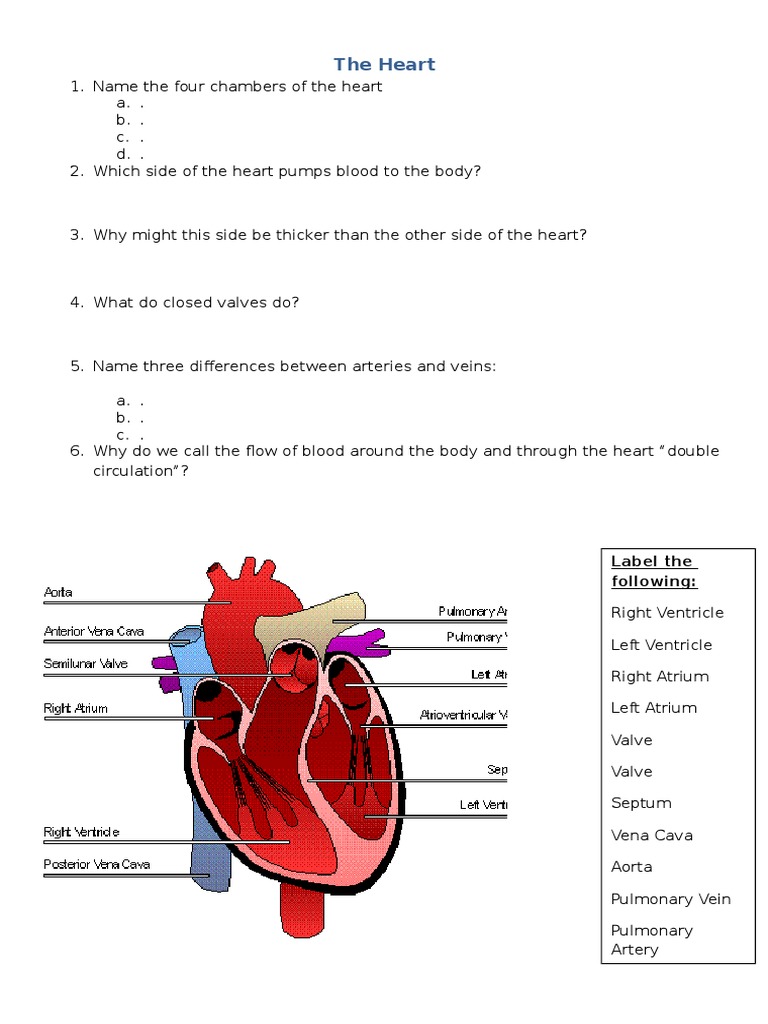 Heart | PDF