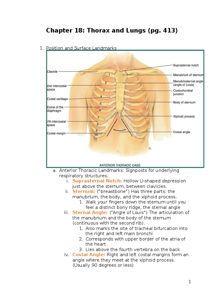 Thorax and Lungs Assessment Guide | PDF | Heart Valve | Respiratory Tract