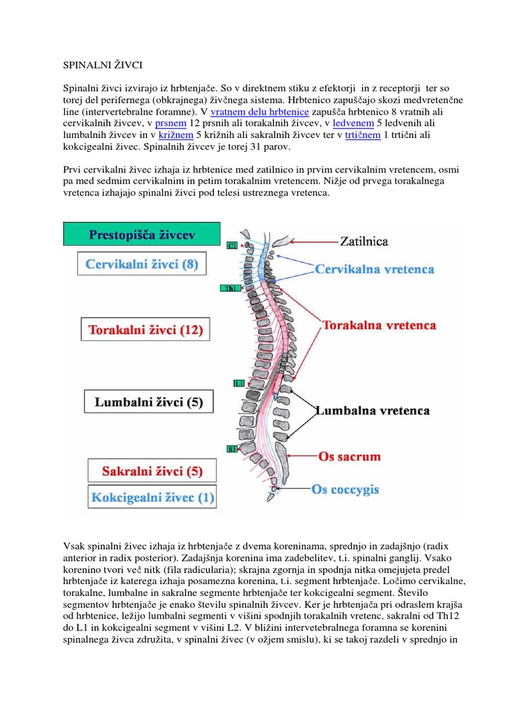 Spinalni Zivci PDF | PDF