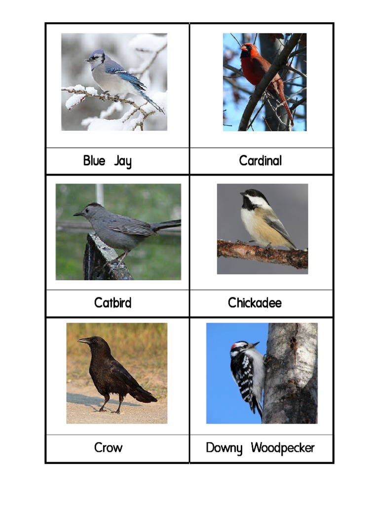 Birds 3 Part Cards | PDF