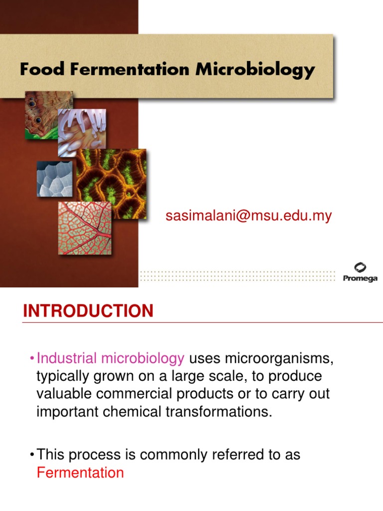 CH 5 Food Fermentation | Download Free PDF | Fermentation In Food ...