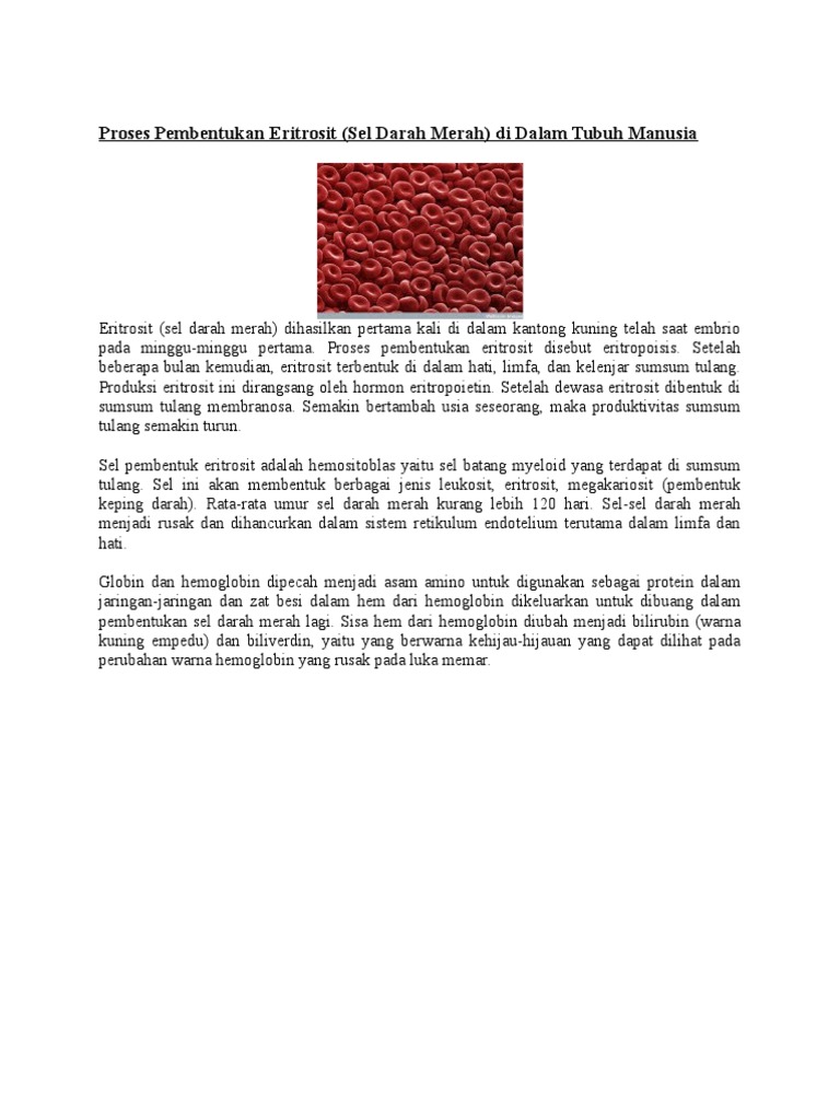 Proses Pembentukan Eritrosit | PDF