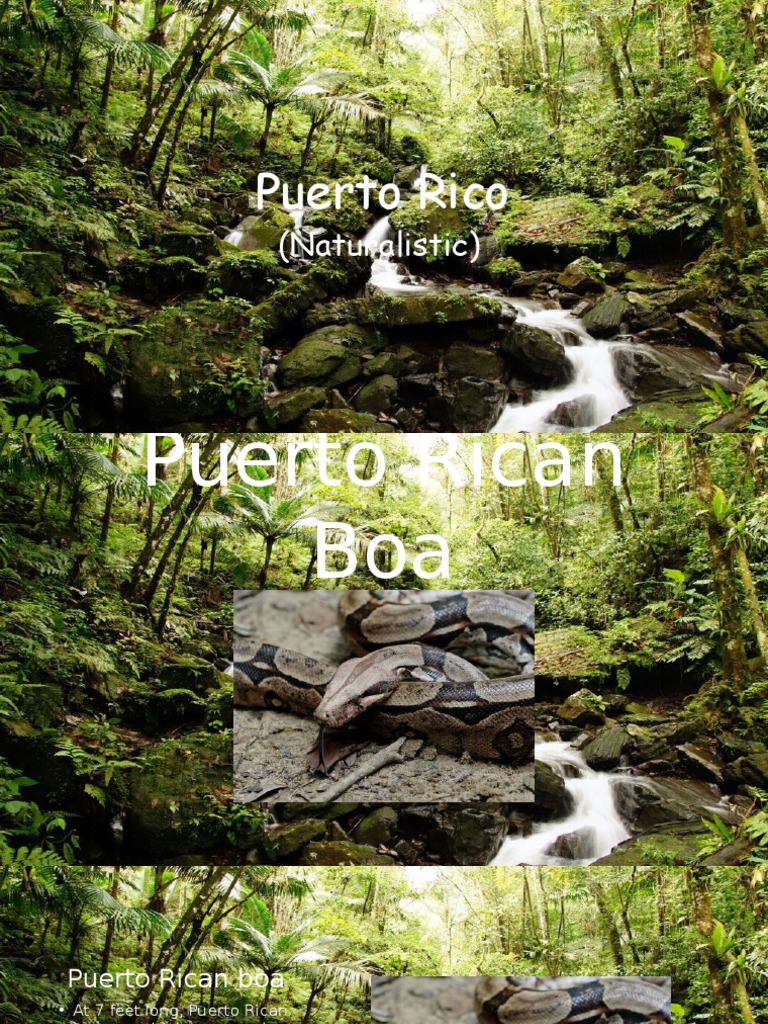 Puerto Rico Boa | PDF