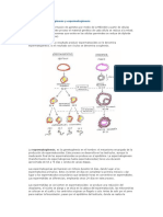 Esquema Proceso Gametogénesis Detallado | PDF | Mitosis | Sistema reproductivo