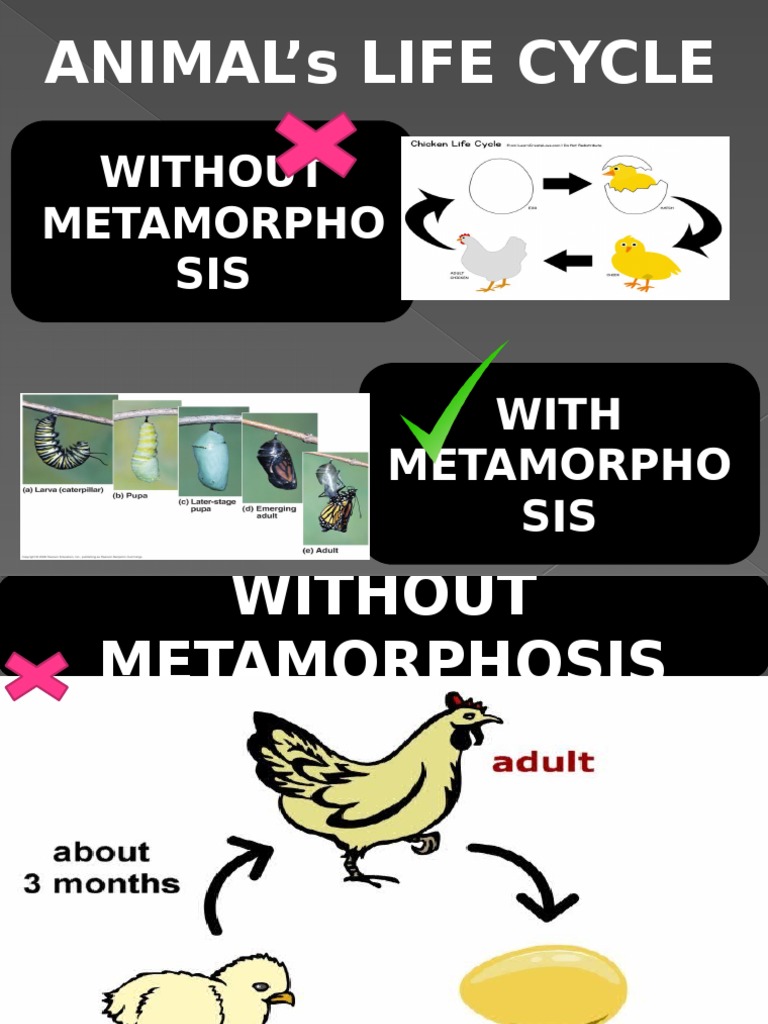 Animal'S Life Cycle: Without Metamorpho SIS With Metamorpho SIS | PDF