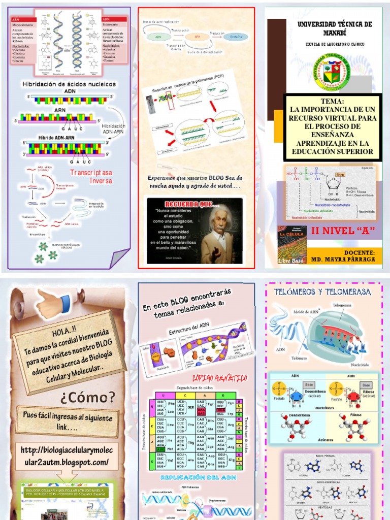 Triptico Biologia Proyecto | PDF | Ácidos nucleicos | Adn