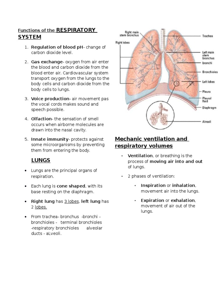 Functions of The Respiratory Syste | PDF | Respiratory System | Lung