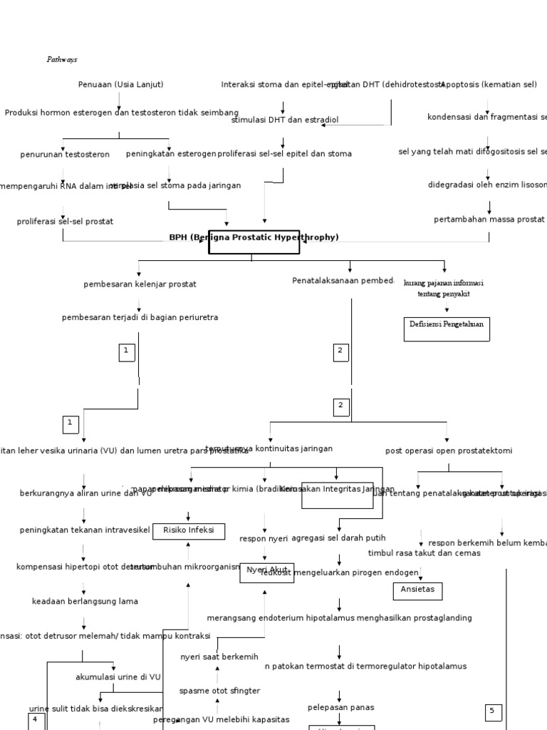 Pathway BPH | PDF