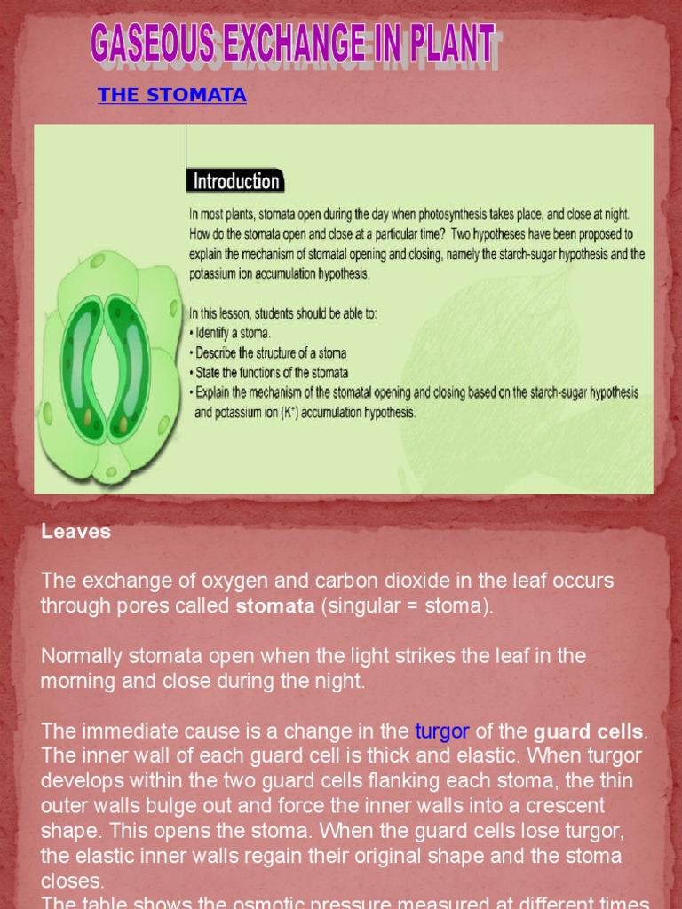 STPM Biology Chapter 7 | PDF | Stoma | Branches Of Botany