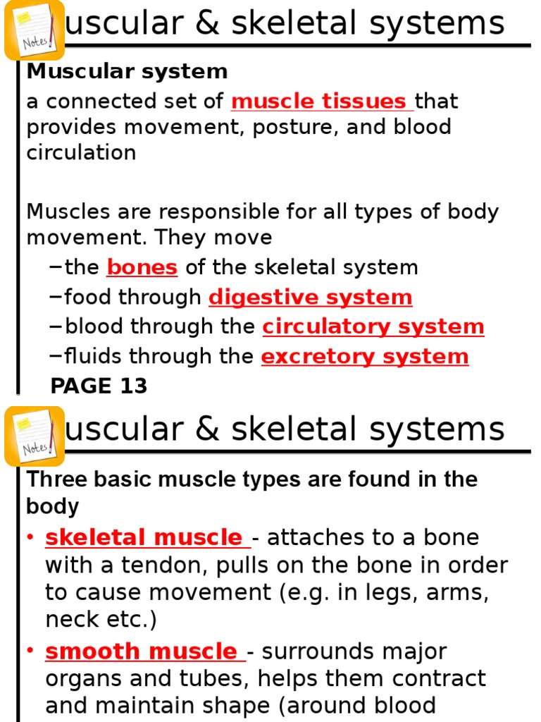 Muscular & Skeletal Systems Guide | PDF