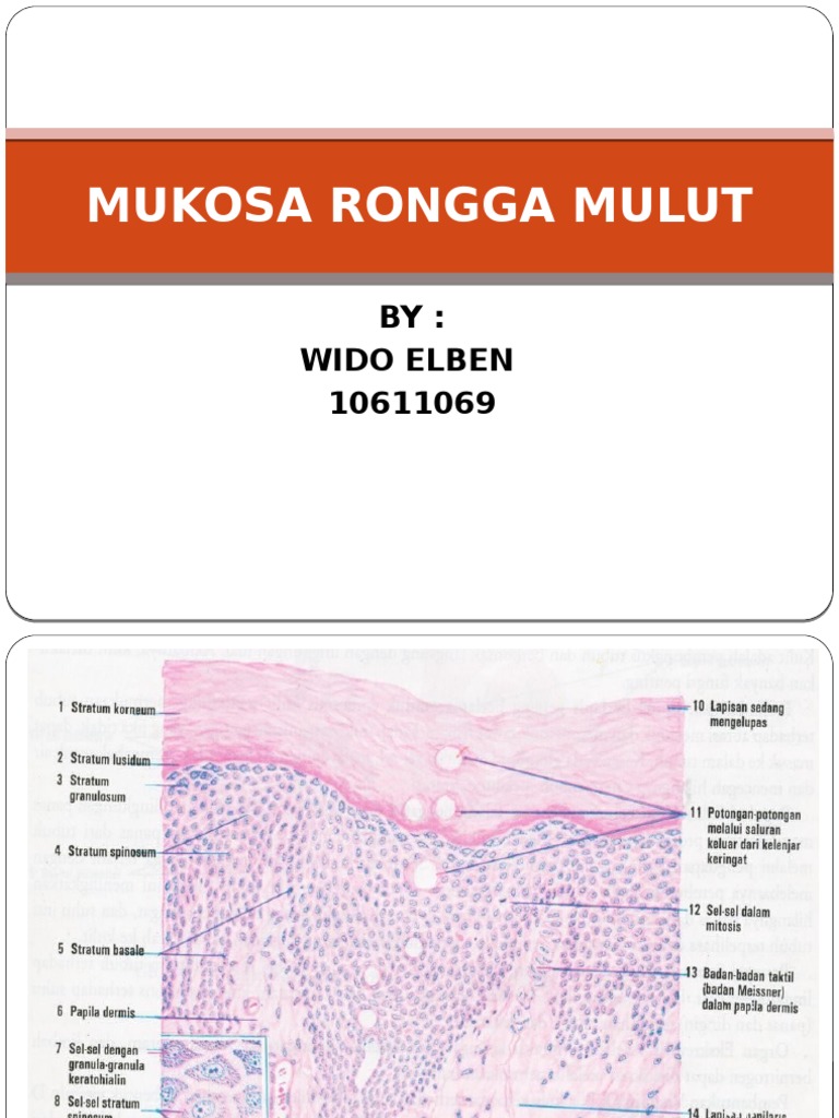 Mukosa Rongga Mulut | PDF