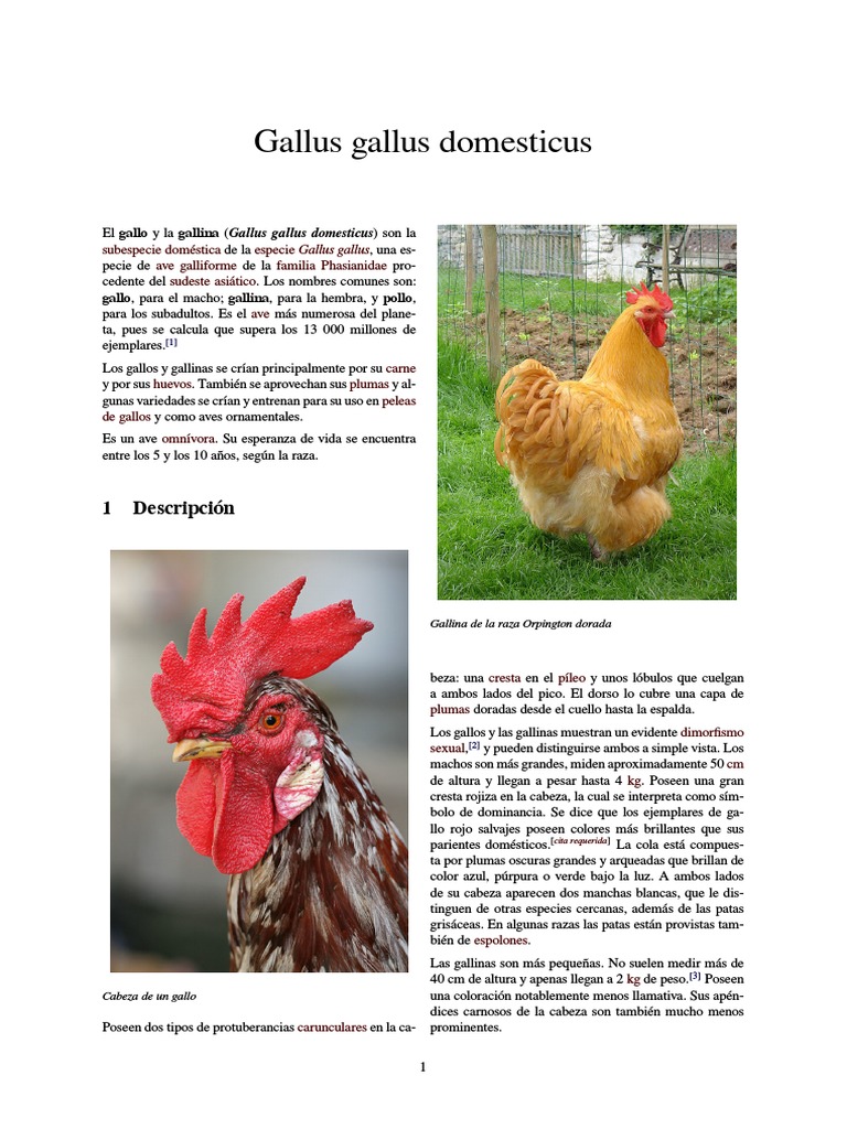 Gallus Gallus Domesticus | PDF | Pollo | Aves