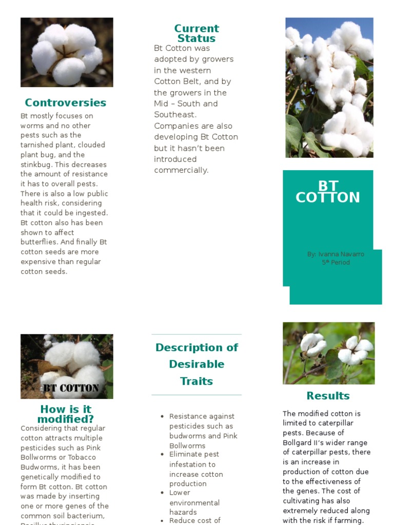 Bt Cotton: Benefits and Controversies | PDF
