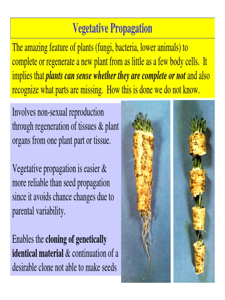 Vegetative Propagation: Identical Material & Continuation of A | PDF ...