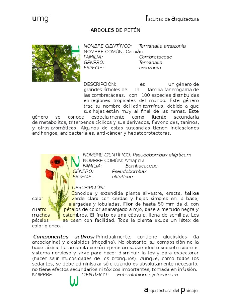 Árboles de Petén | Plantas | Horticultura y jardinería