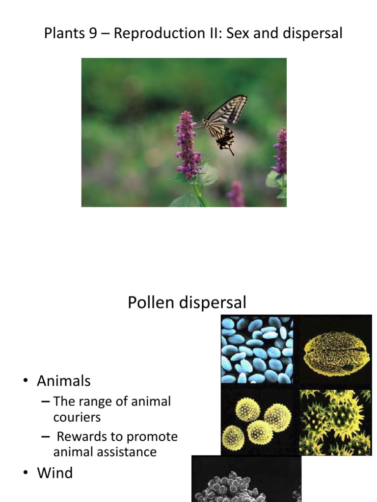 Lecture 23 - Reproduction | PDF | Fruit | Pollination