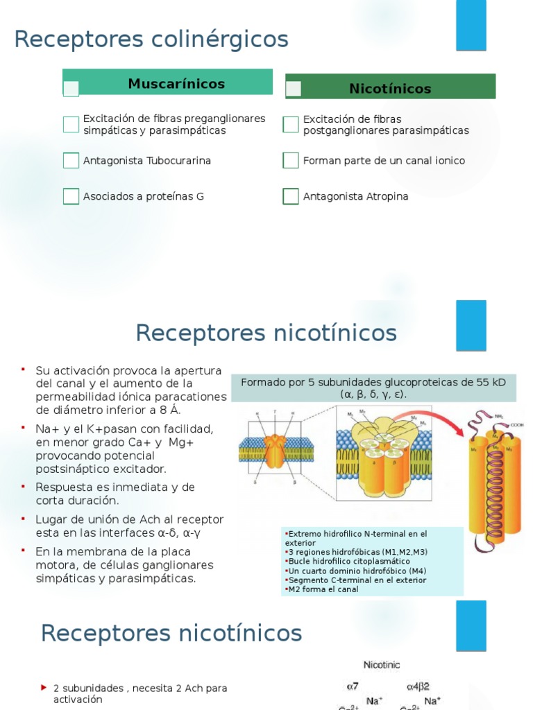 Receptores Colinérgicos: Tipos y Funciones | PDF | Acetilcolina | Sinapsis