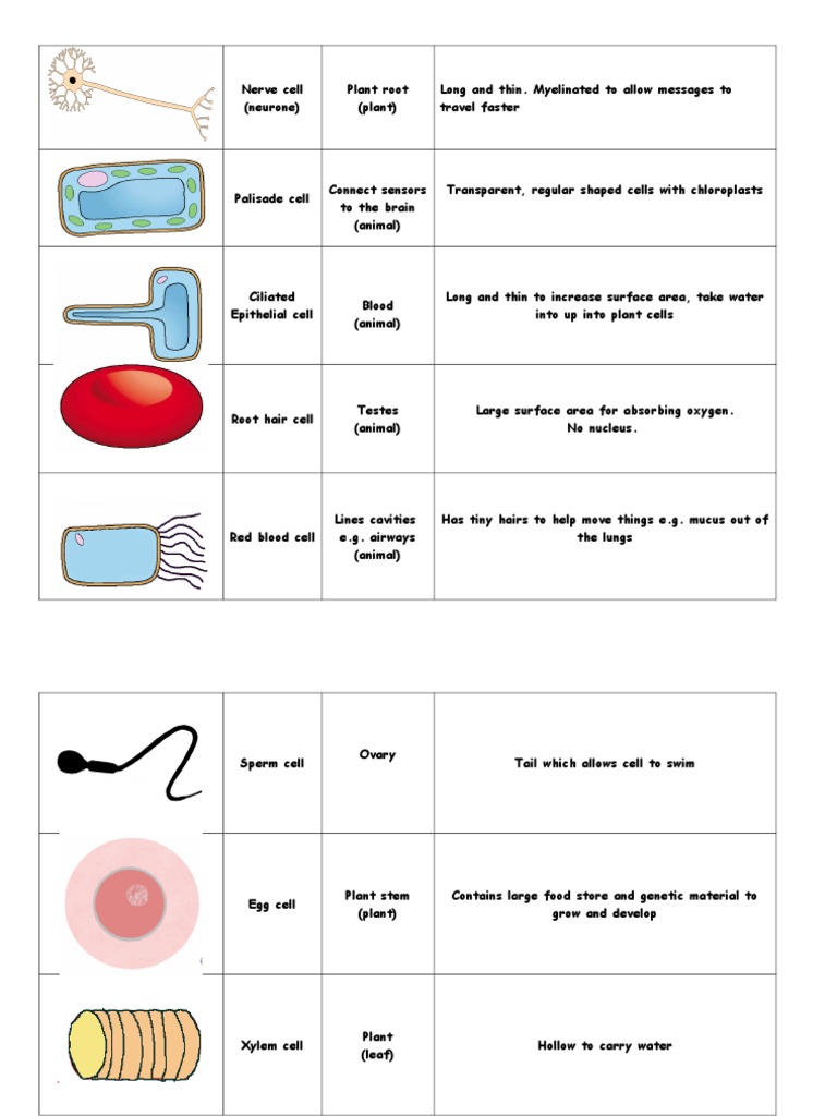 Specialised Cells Card Sort | PDF