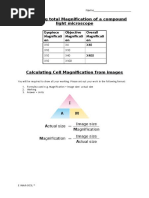 Calculating Magnification Worksheet | PDF